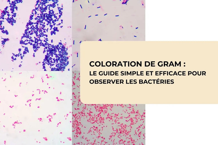 Coloration de Gram : guide simple observer bactéries au microscope ...
