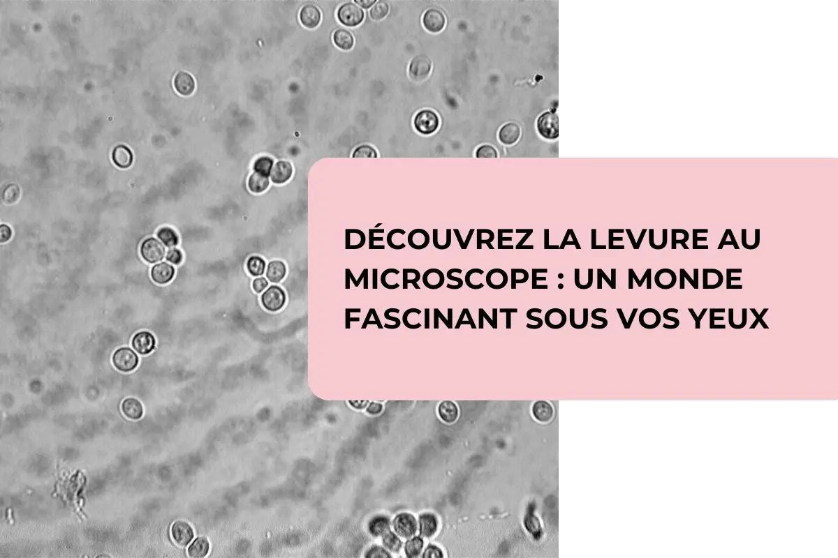 Découvrez la levure au microscope : un monde fascinant sous vos yeux